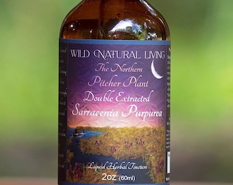 Pitcher Plant (sarracenia Purpurea) - Etsy