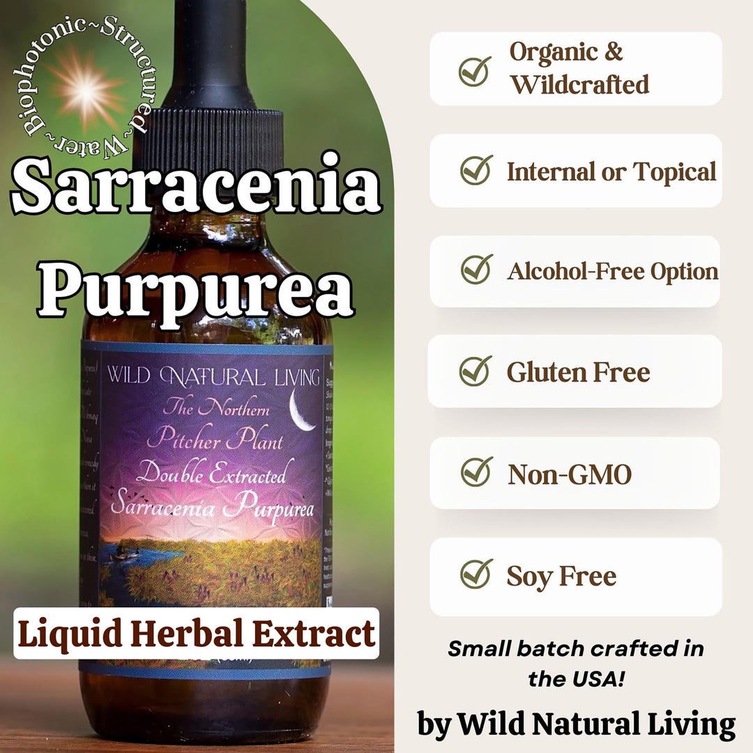 Sarracenia Purpurea Organic USA I Purple Pitcher Plant L Wildcrafted L ...