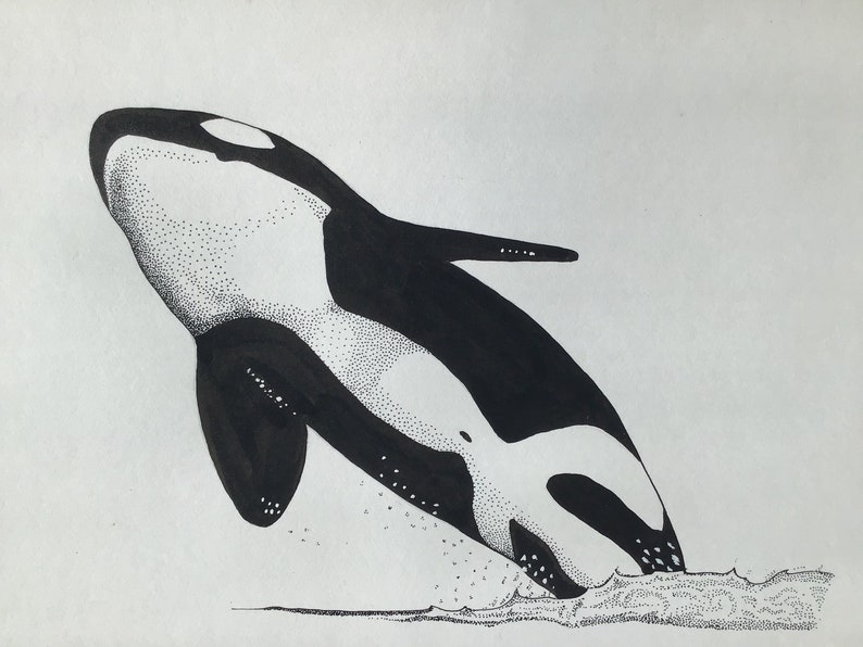 Orca Leaping- Limited Edition Print- - Etsy