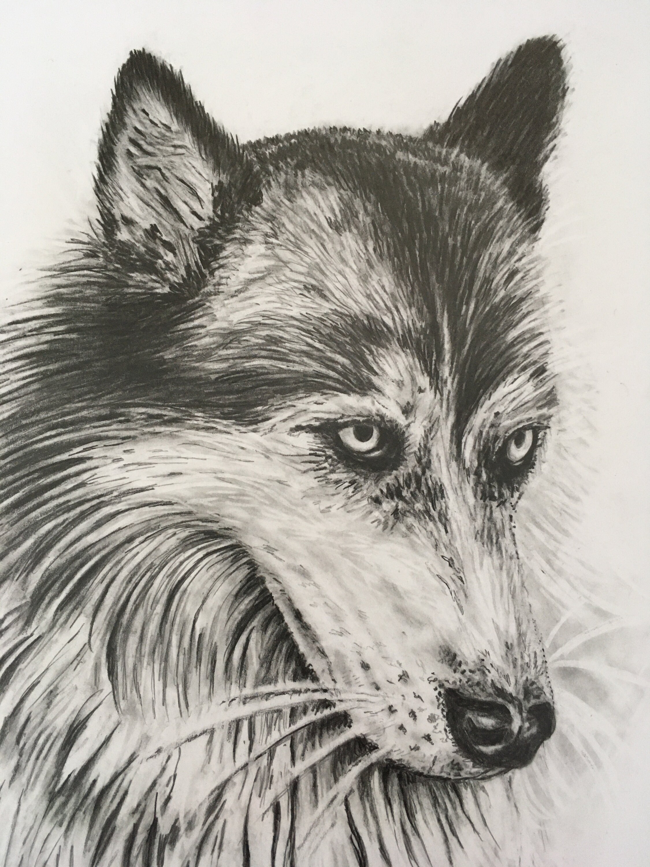 Animal Drawing Tumblr