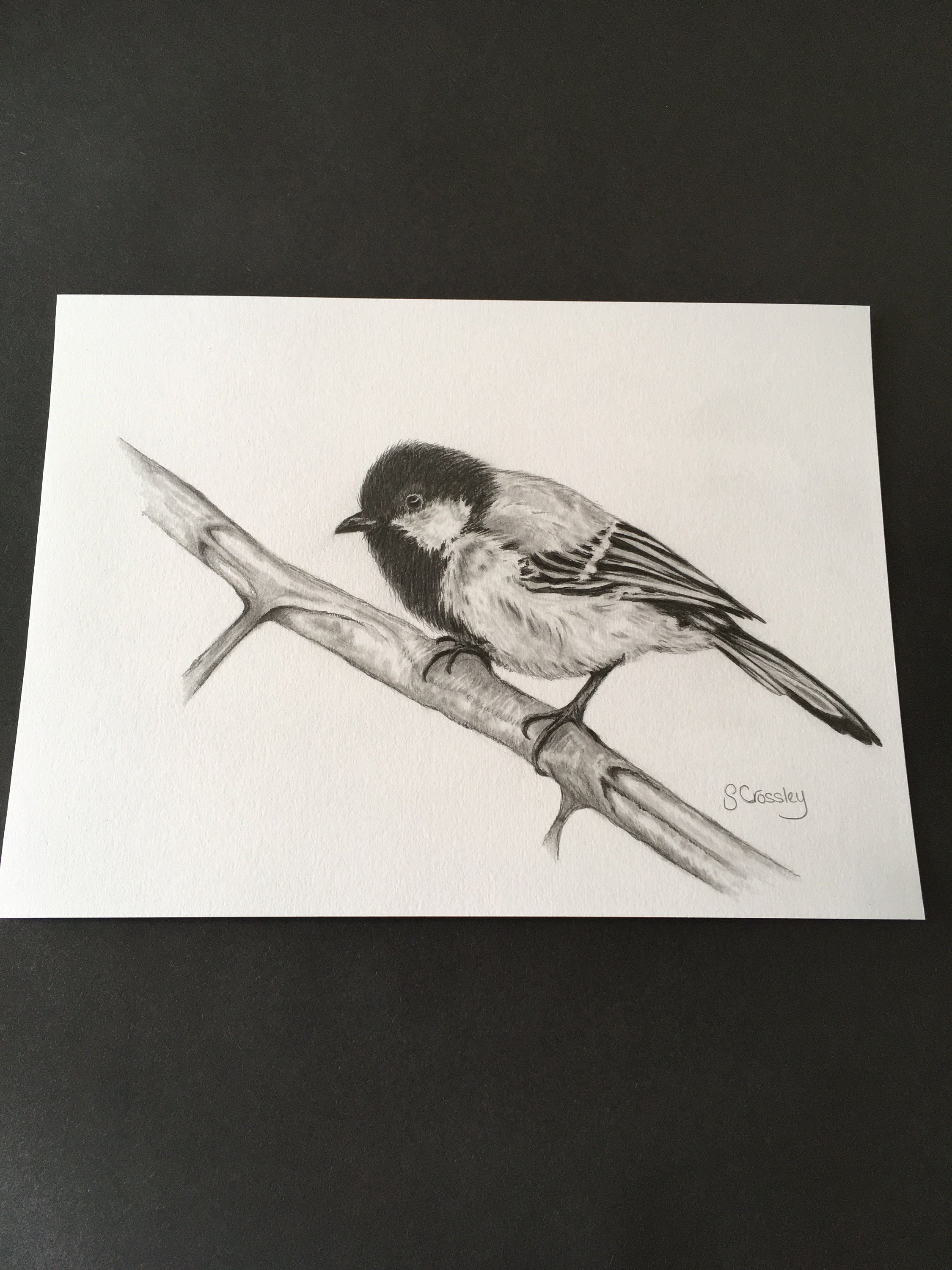 Pencil Drawing & Illustration Greenfinch Bird Wall Art Nature Decor ...