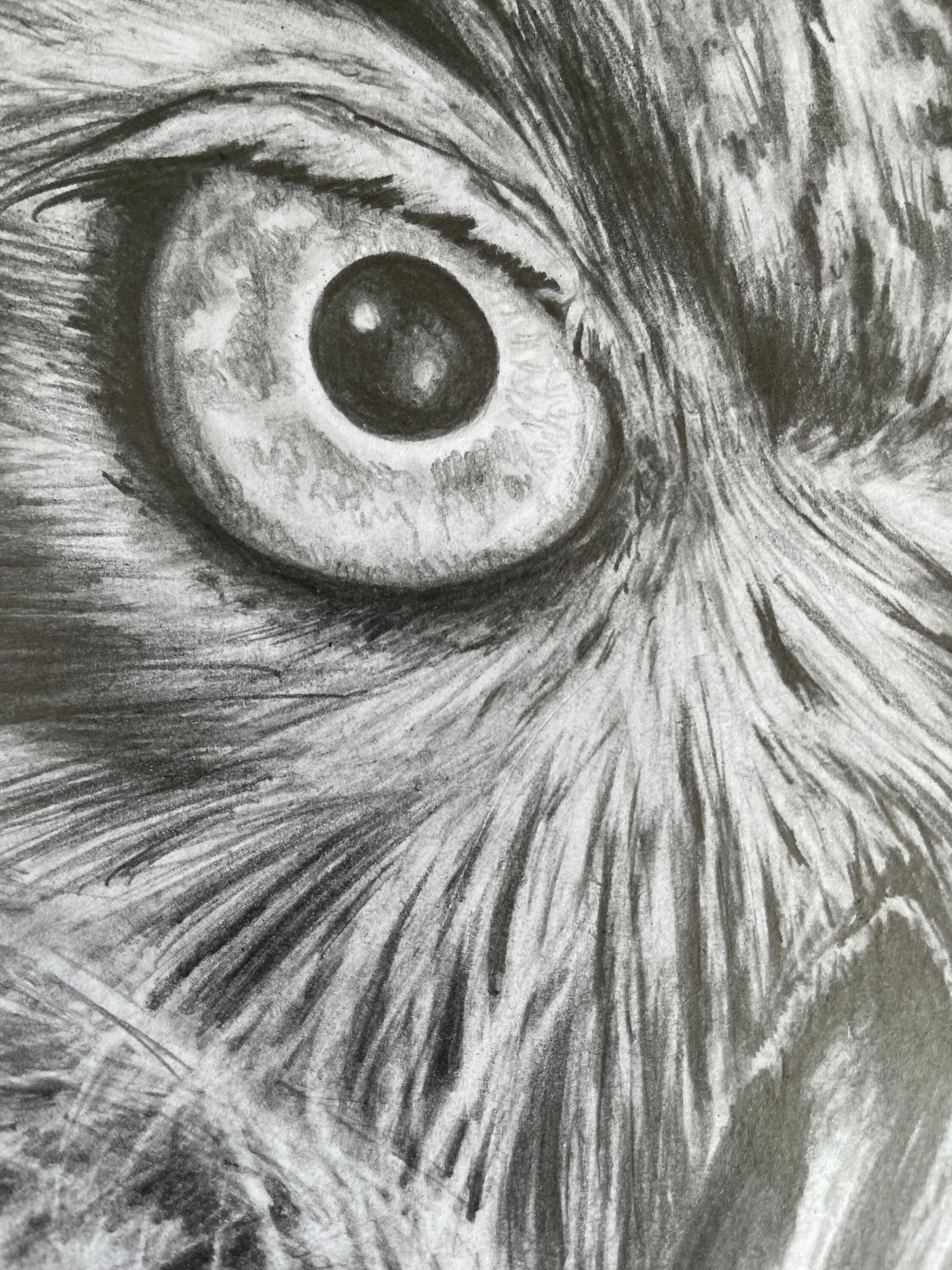 Owl Eyes Pencil Drawing