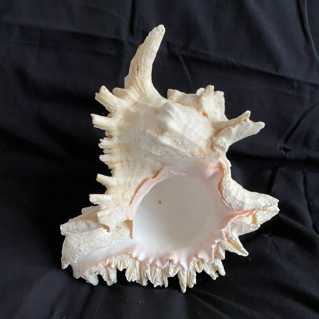 SHELL, Giant Conch. to Listen to the Sea. Unique and Superb Piece ...
