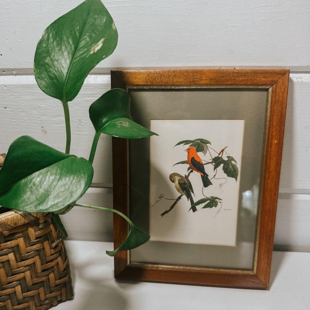 Vintage Bird Print Framed Wall Hanging | Cardinal | Ray Harm - Etsy