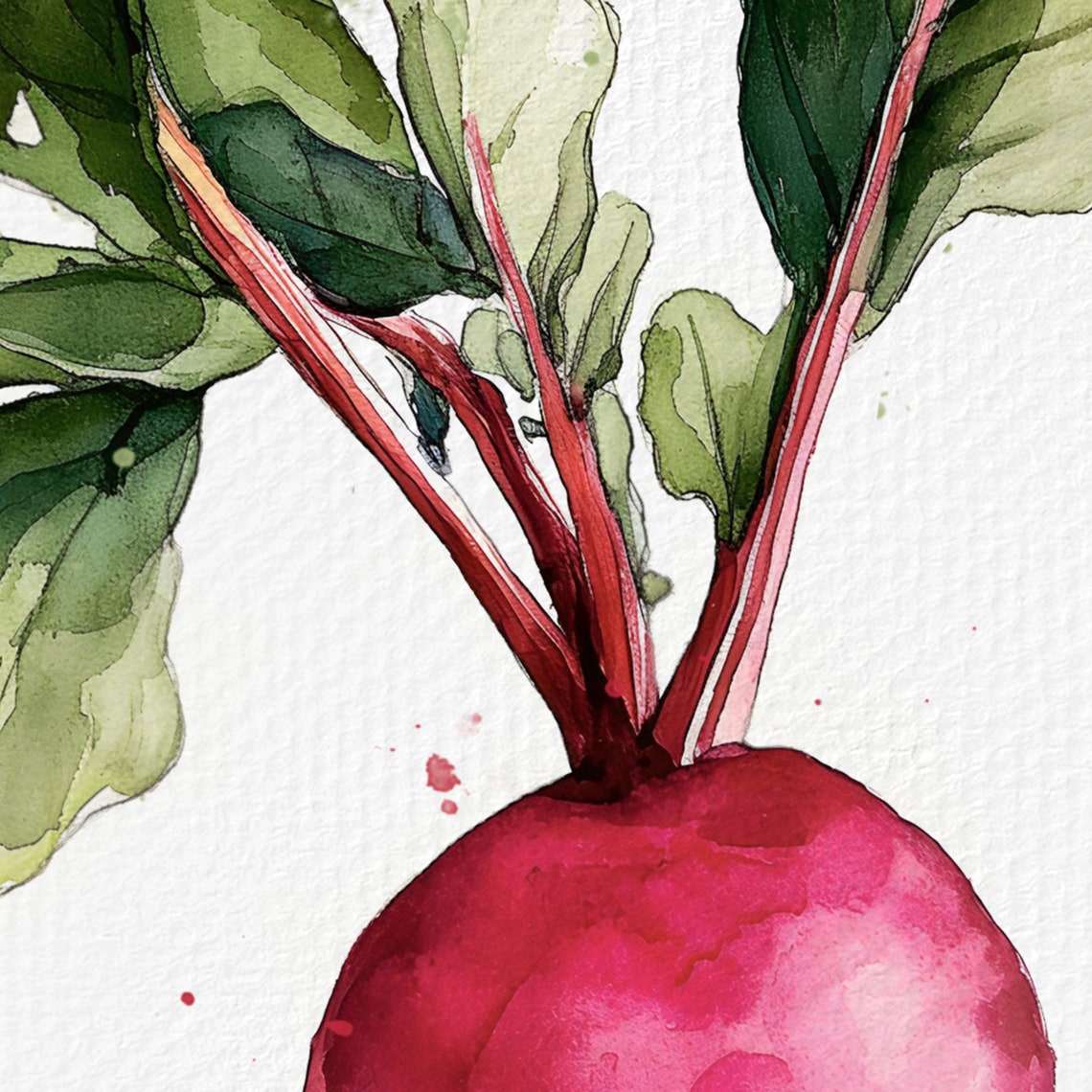 Radish Watercolor Print, Kitchen Wall Art, Radish Print, Food Print ...