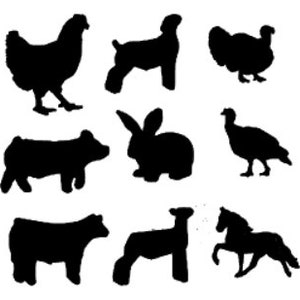 Stock Show Signs, Show Pig Sign, Show Cow Sign, Livestock Show Stall ...