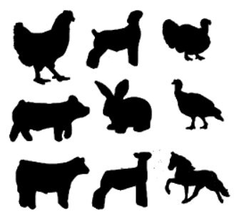 Stock Show Signs Show Pig Sign Show Cow Sign Livestock Show - Etsy