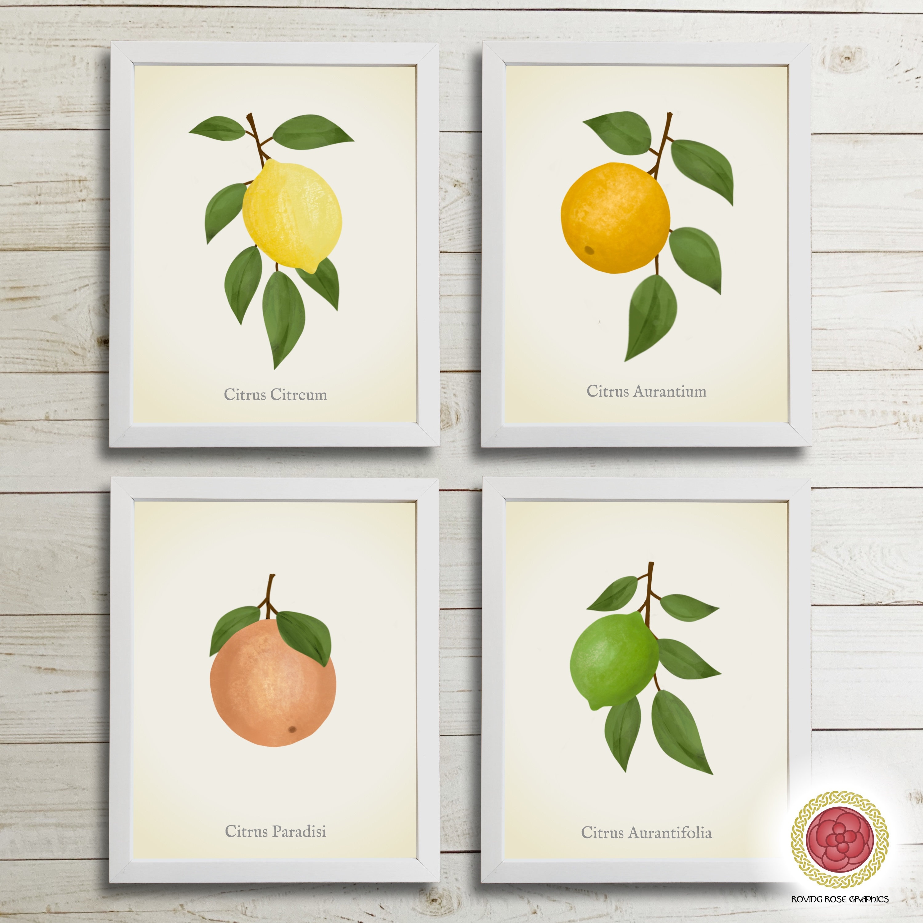 Citrus Watercolor Print Set of 4 Botanical Fruit Posters | Etsy