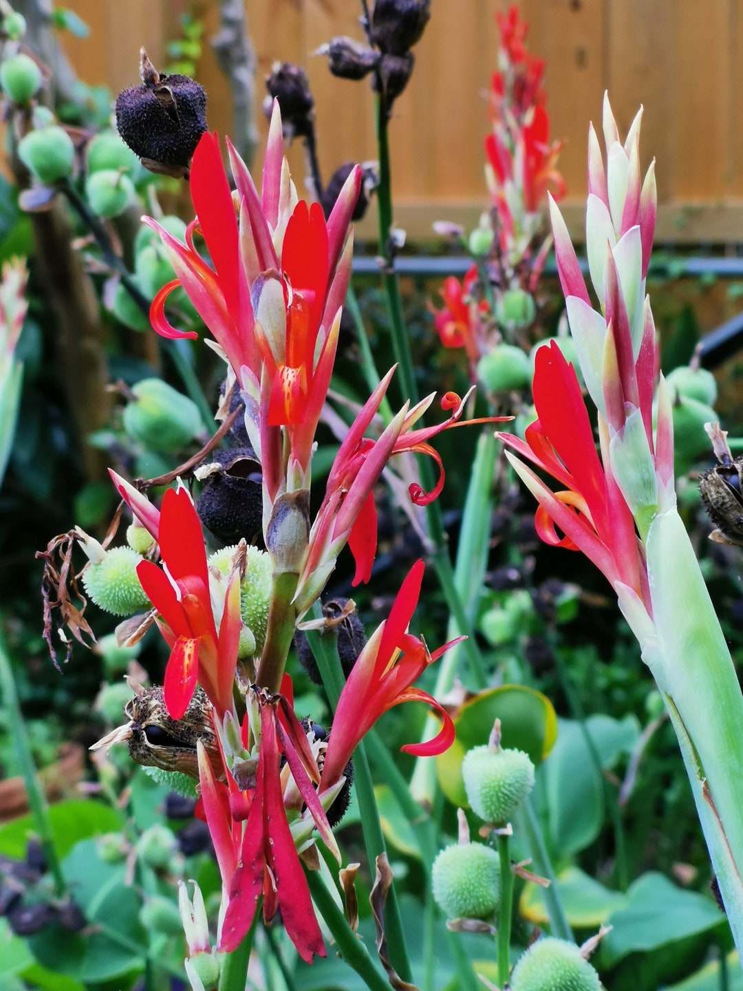 Pack of 50 Canna Lily Seeds, New Harvest, May 30, 2025. - Etsy