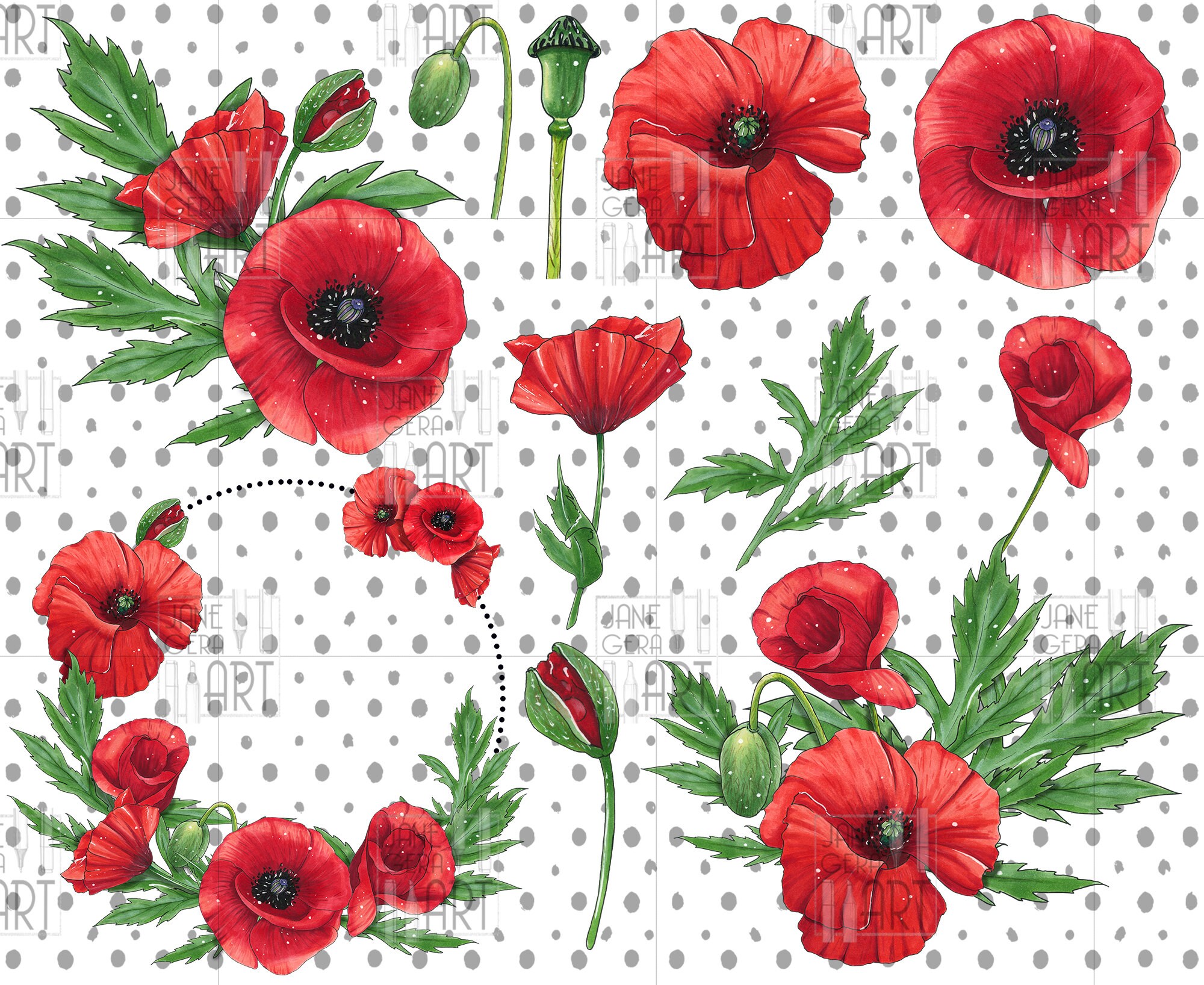 Red Poppy Flower Clipart Botanical Clip Art Digital Download - Etsy