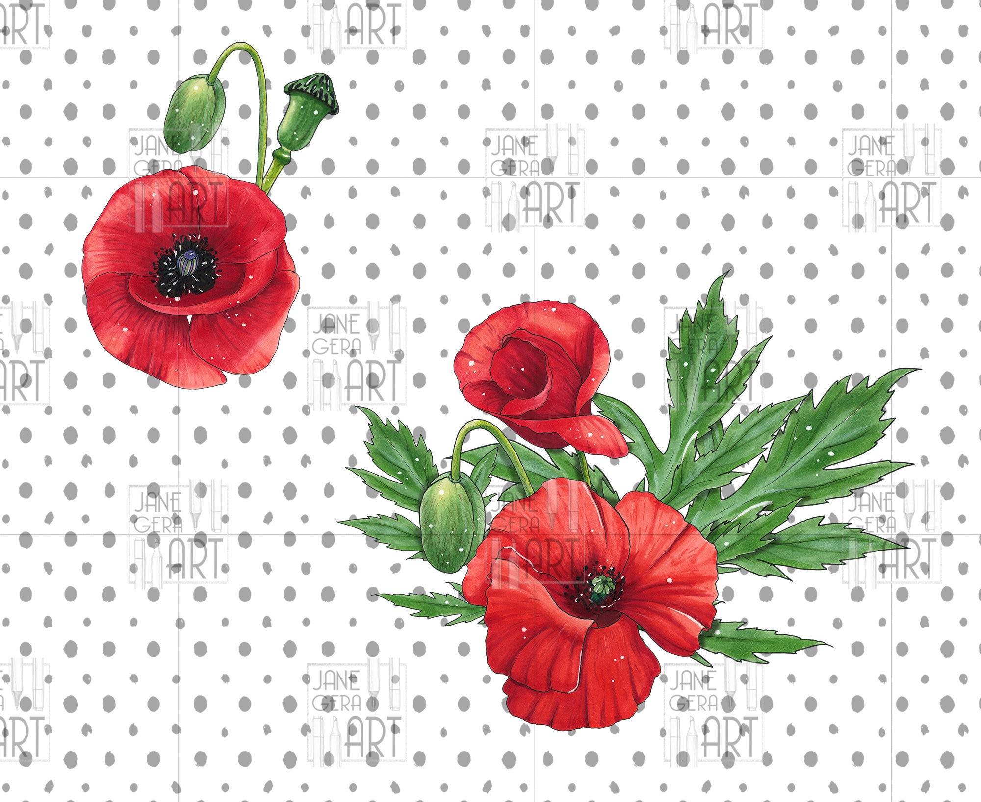 Red Poppy Flower Clipart Botanical Clip Art Digital Download - Etsy