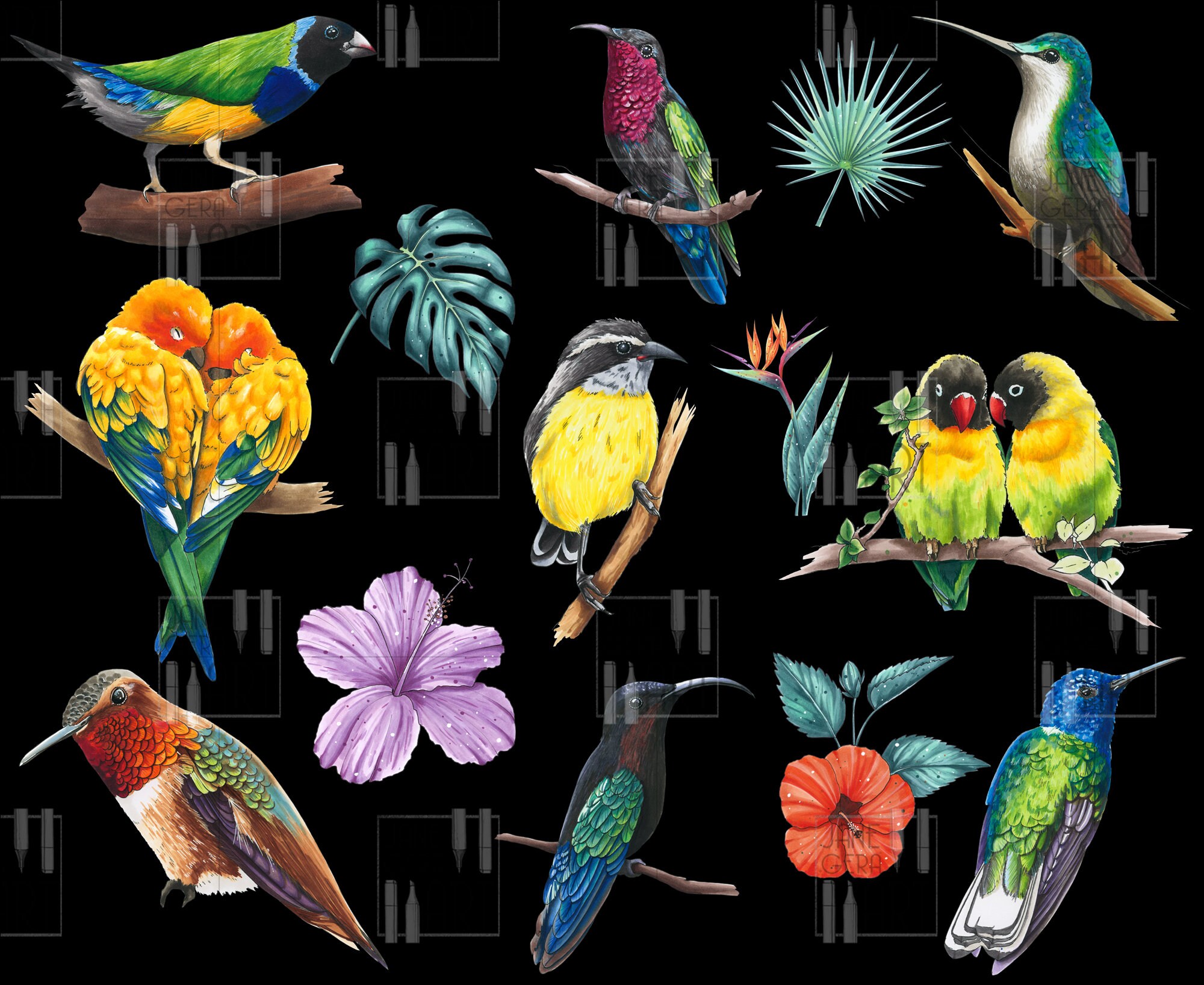Rainbow Birds PNG Clip Art Tropical Clipart Digital Download - Etsy