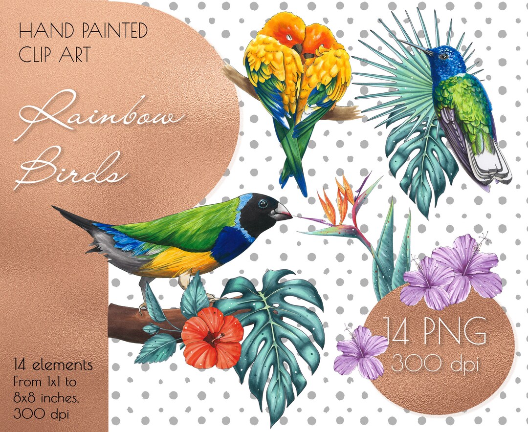 Rainbow Birds Clipart Tropical Flower PNG Clip Art Digital Download - Etsy