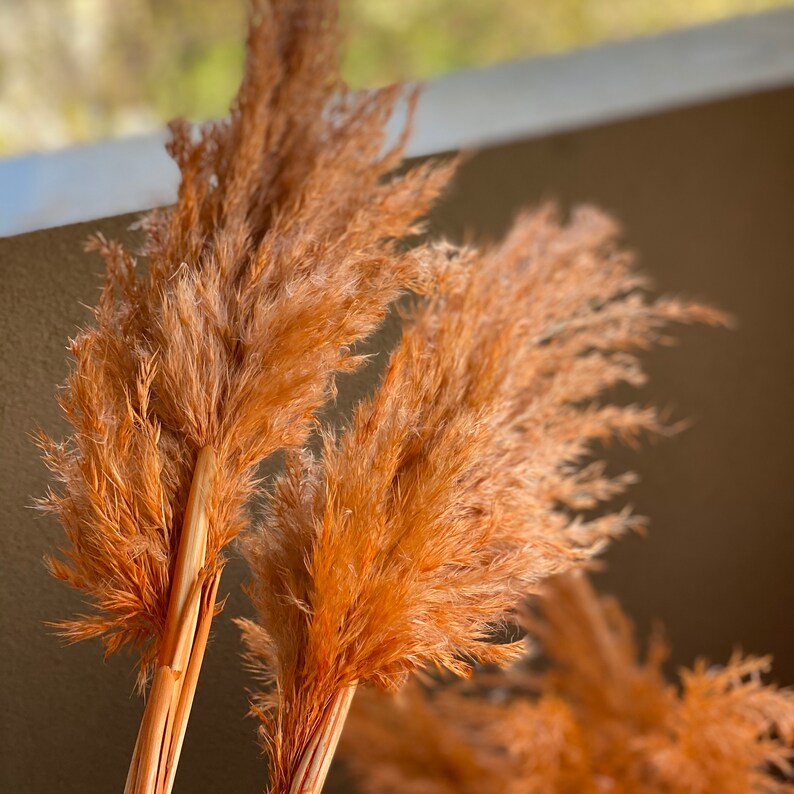 Dried Pampas Grass Decor Large Orange Pampas Grass Tall Etsy