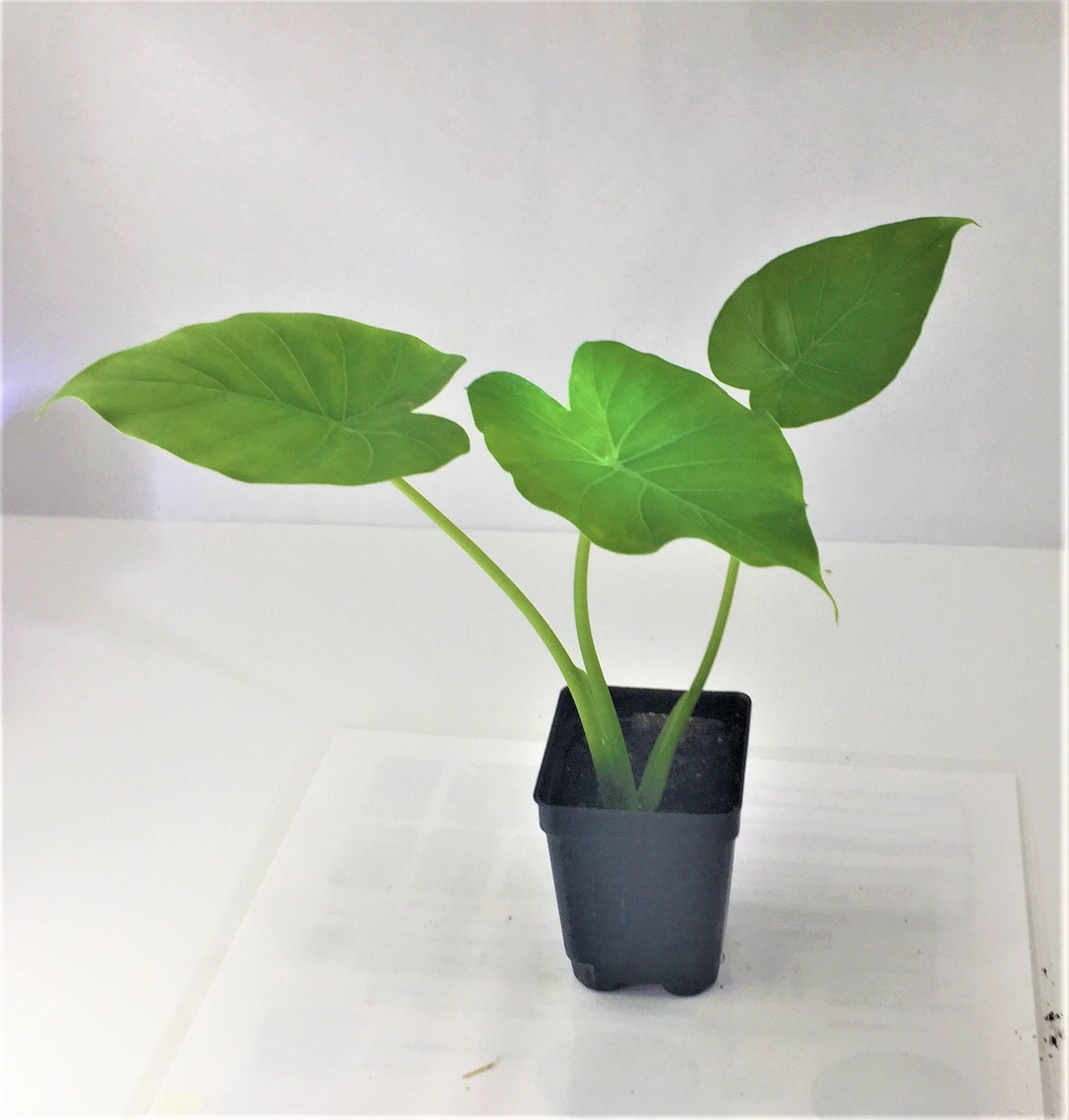 Upright Alocasia Odora Plant California Odora Plant Live Organic ...