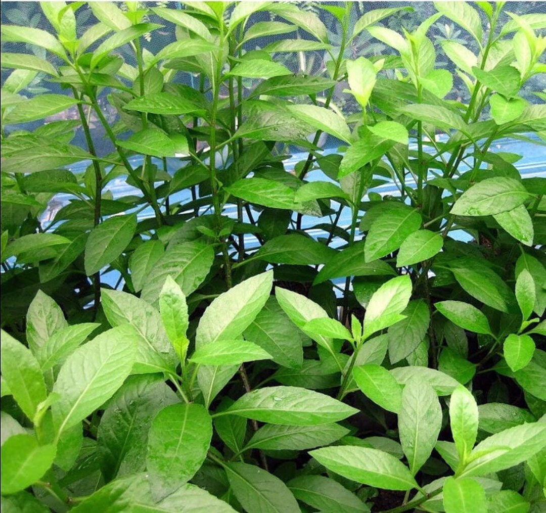 Organic Longevity Spinach (gynura Procumbens) Cuttings - Etsy