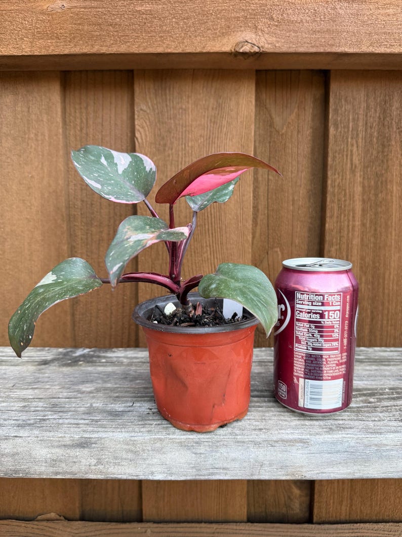 Organic Philodendron Pink Princess Plant Tropical Live RARE Indoor ...