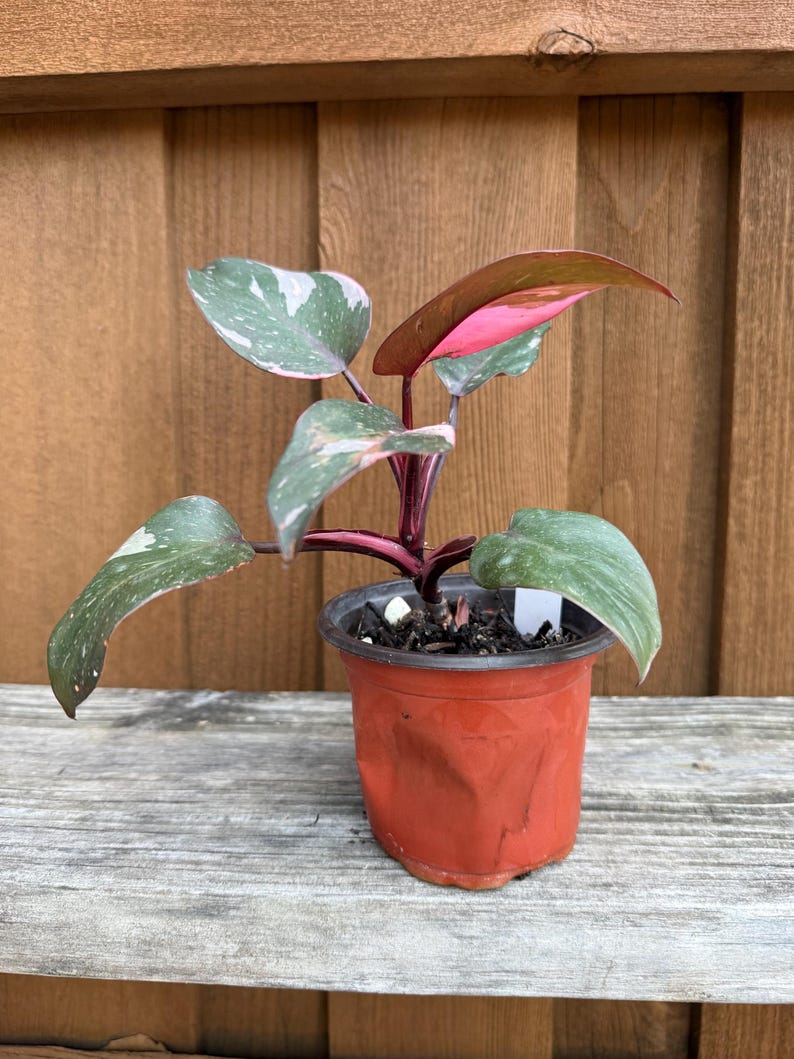 Organic Philodendron Pink Princess Plant Tropical Live RARE Indoor ...