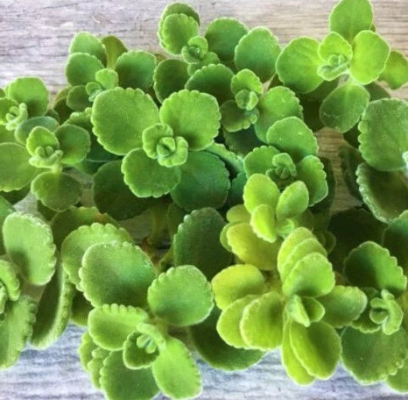 Vicks Plant Cuttings Plectranthus Tomentosa - Etsy