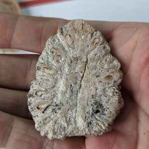 Fossilized Pinecones Slices From the Monkey Puzzle Tree in Argentina ...
