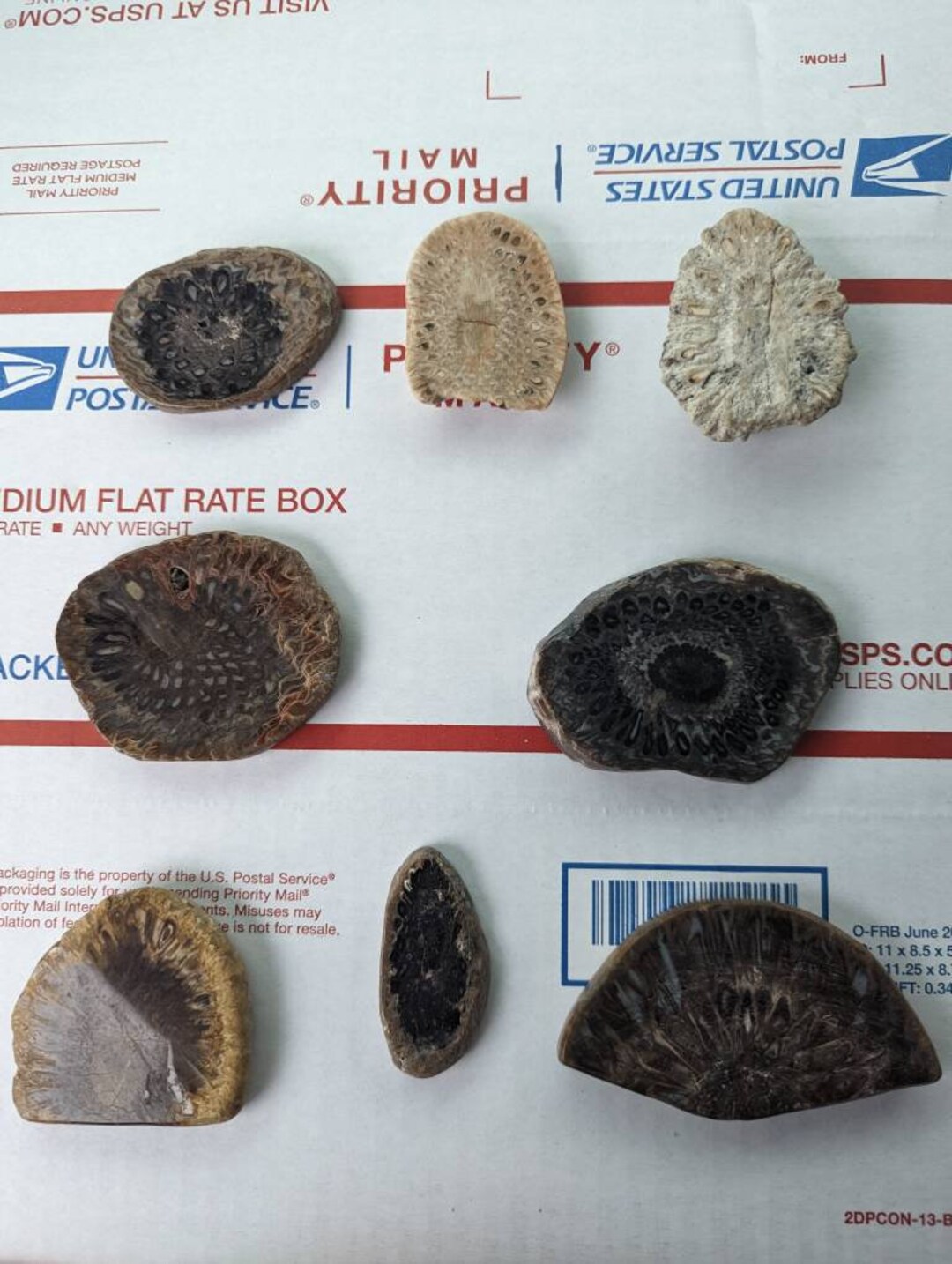 Fossilized Pinecones Slices From the Monkey Puzzle Tree in Argentina ...