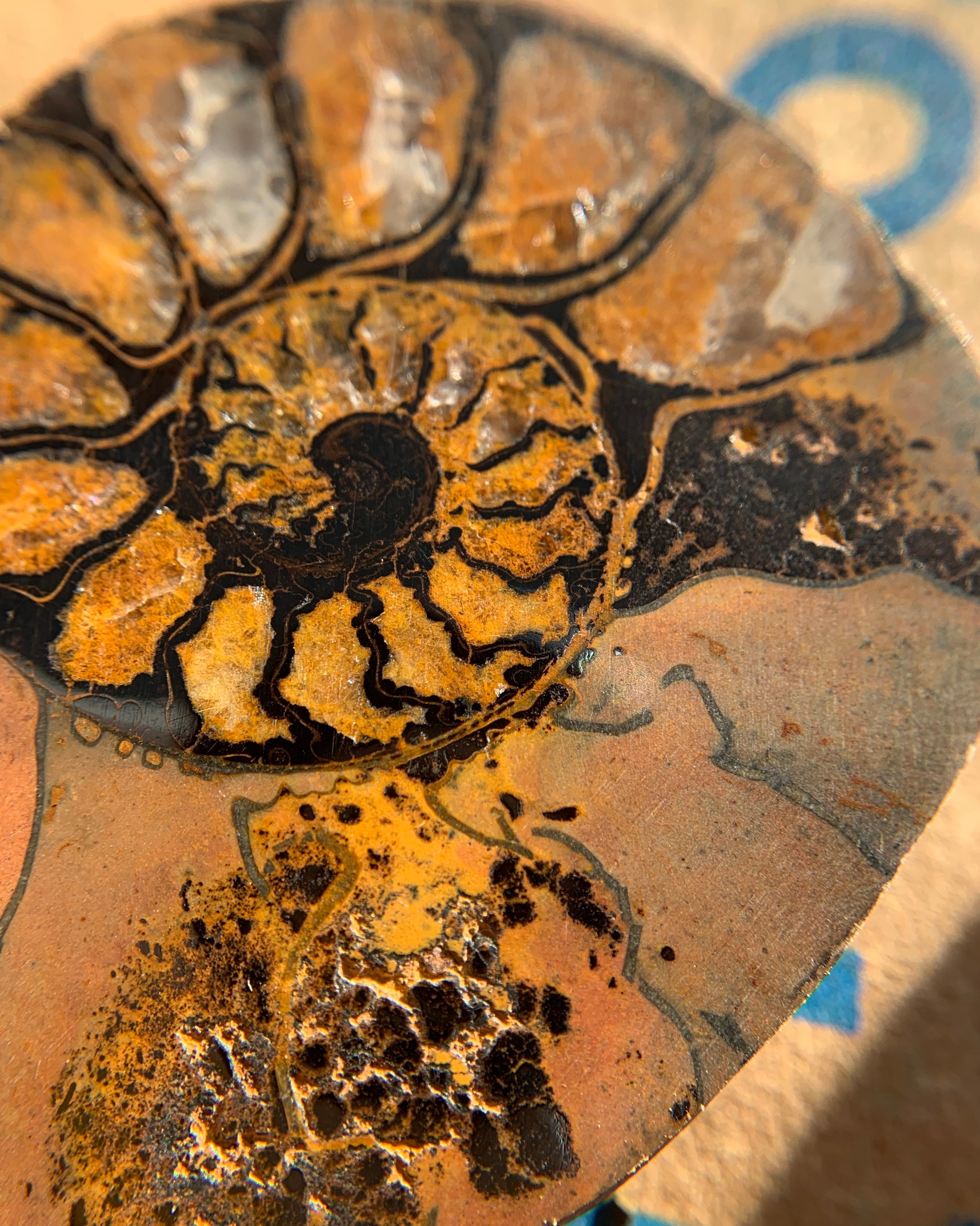 Pyratized Ammonites Assorted Sizes Healing Crystal Chakra | Etsy