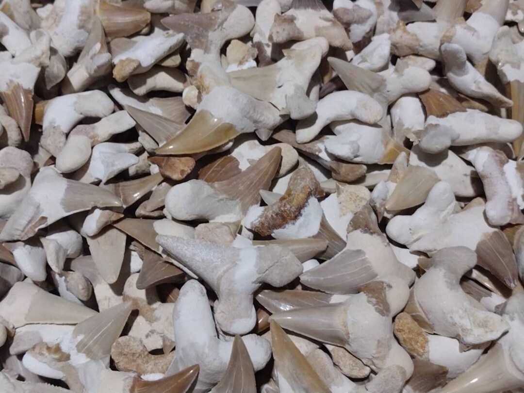 Fossilized Shark Teeth - From Morocco, Fossil Healing Crystal Chakra ...
