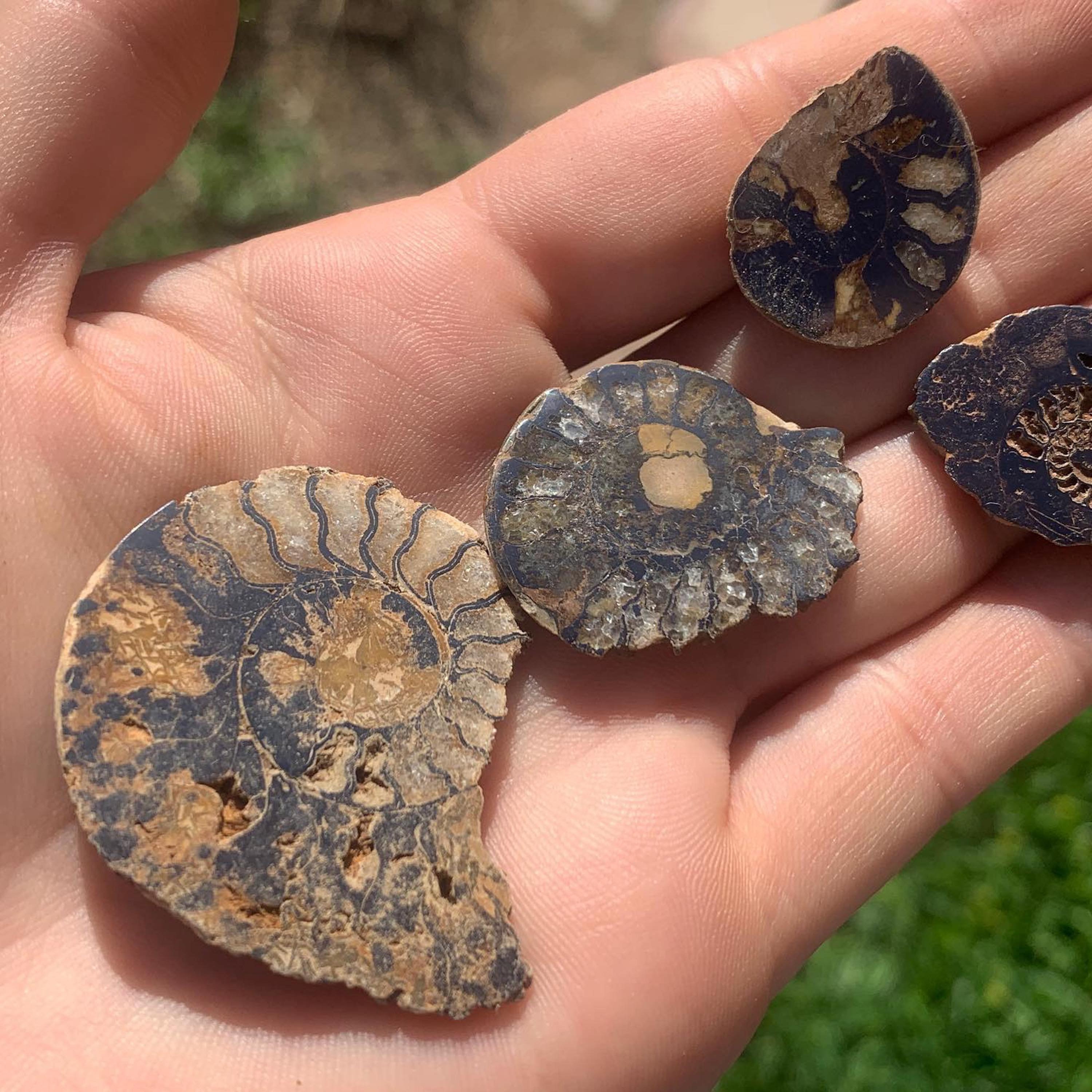Pyratized Ammonites Assorted Sizes Healing Crystal Chakra | Etsy