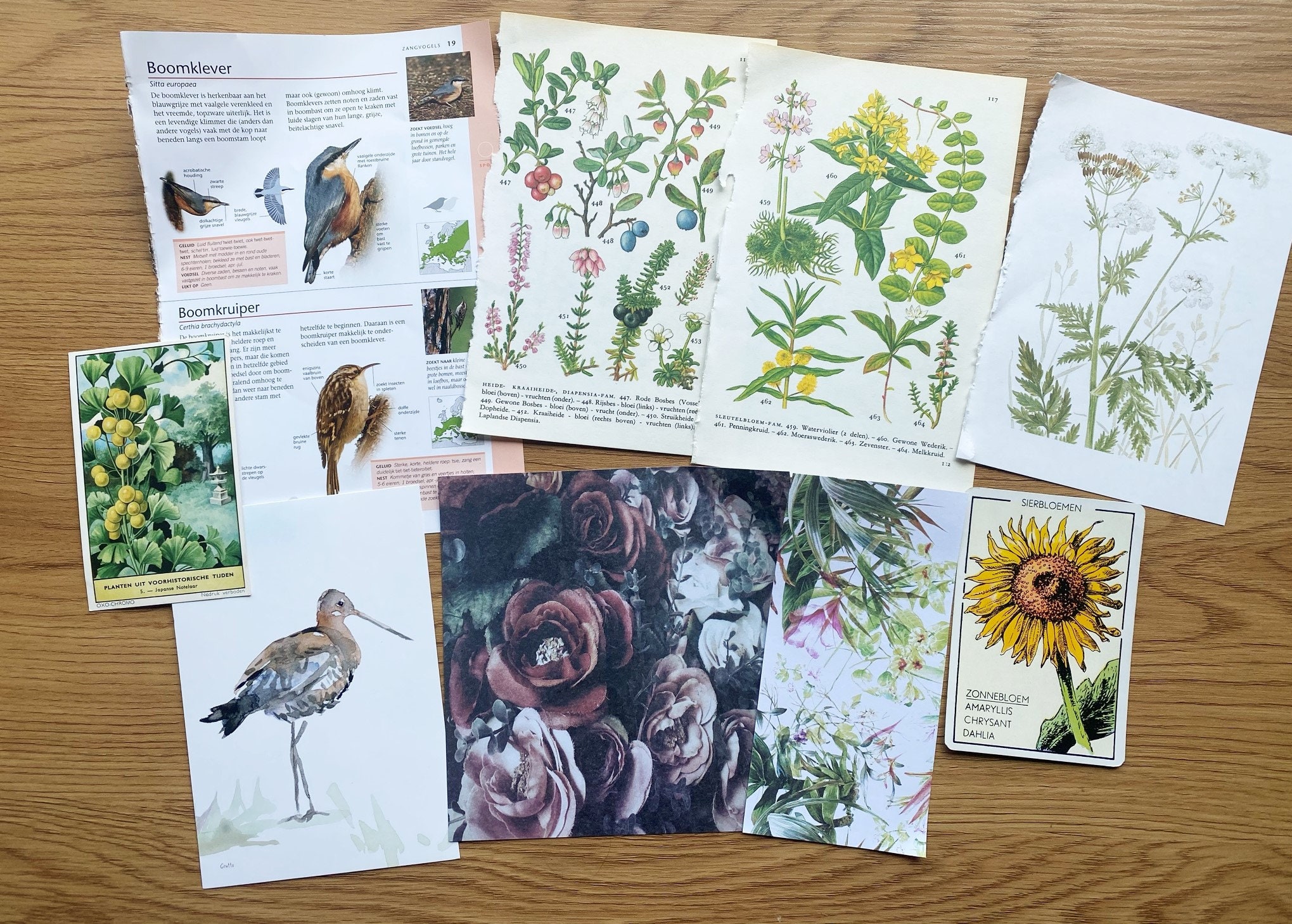 XXL Vintage Botanical Ephemera Set // Scrapbook // Junk - Etsy
