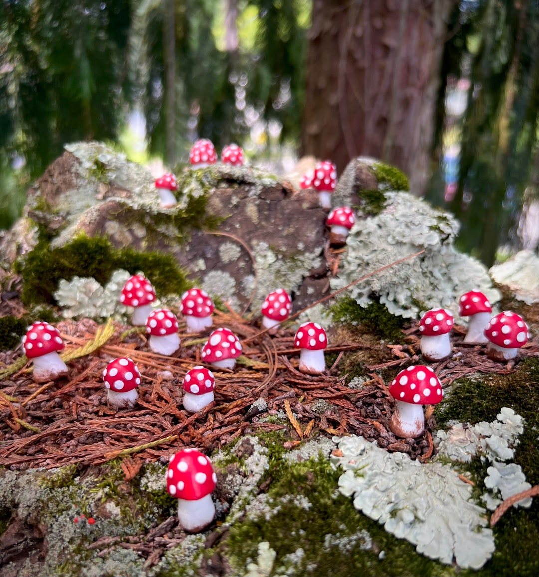 Micro Mushrooms - Etsy