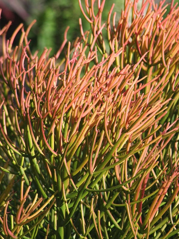 20 Live Firesticks Fire Stick Pencil Cactus Tree Euphorbia | Etsy