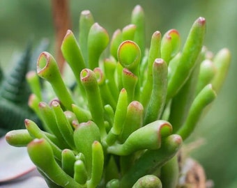 Shrek Ears Succulent - Etsy