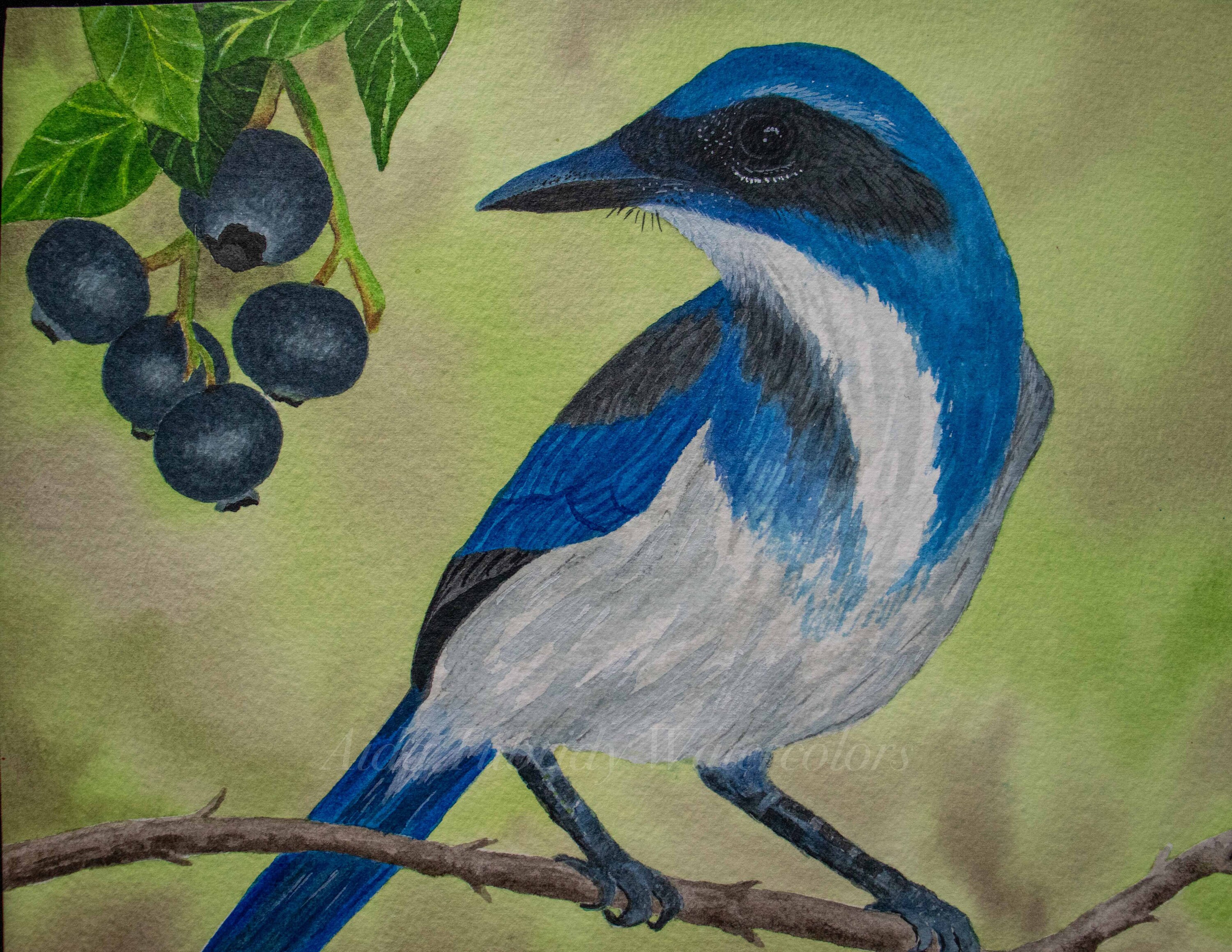 Scrub Jay Bird Watercolor Print From Original Bird Painting | Etsy