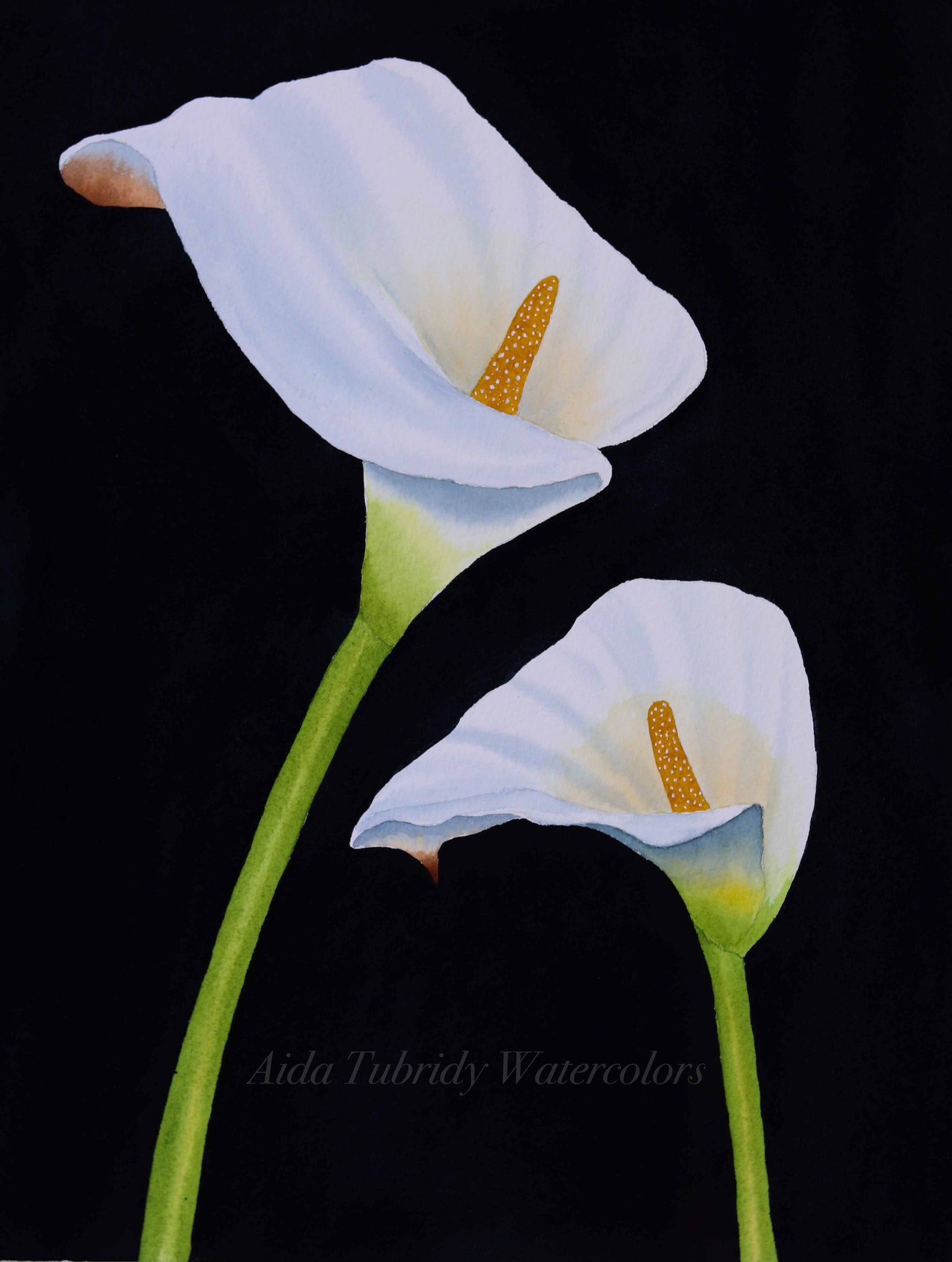 Calla Lily in Watercolor Print From Original Watercolor | Etsy