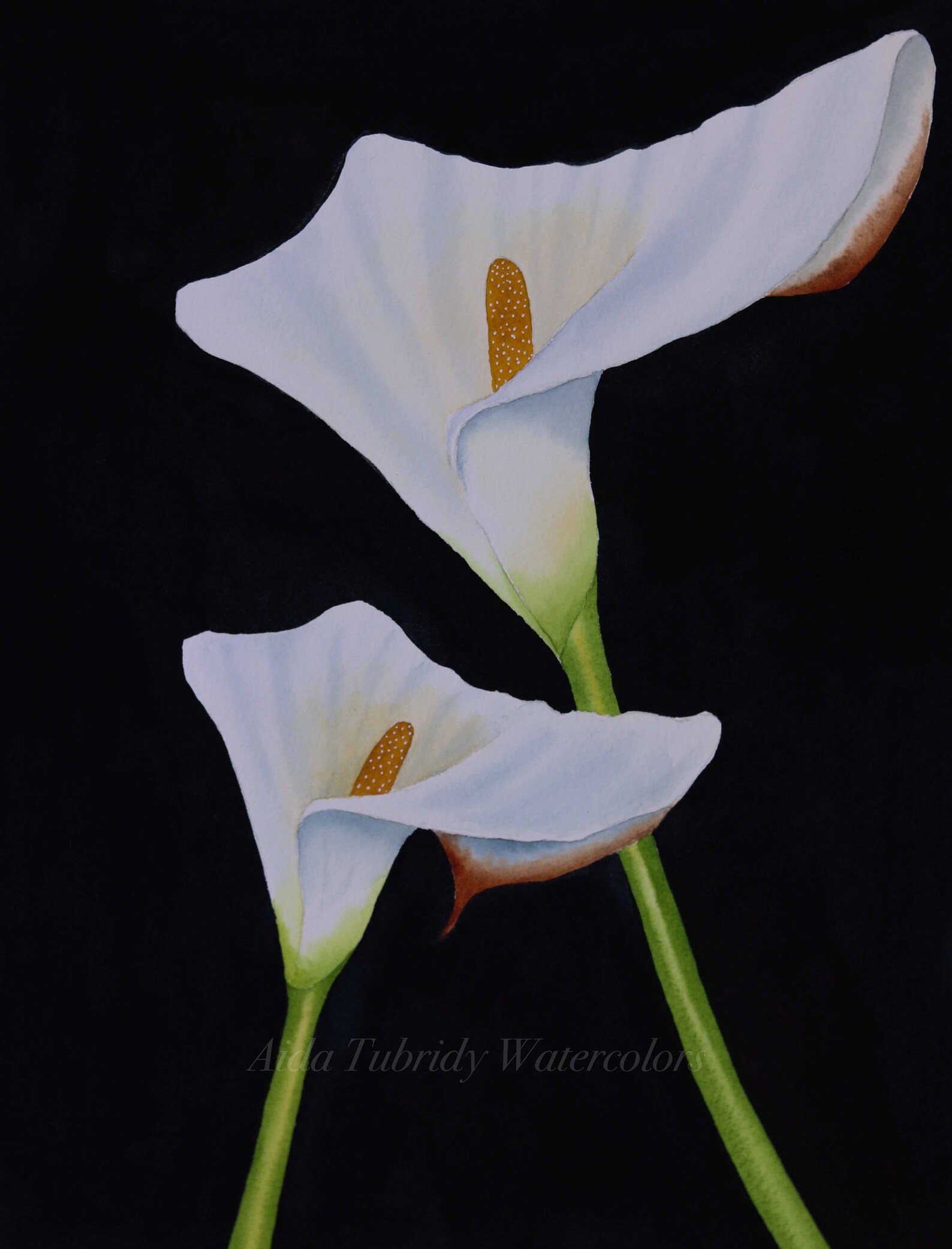 Set of 3 11x14 Prints 2 Calla Lilies Watercolor | Etsy
