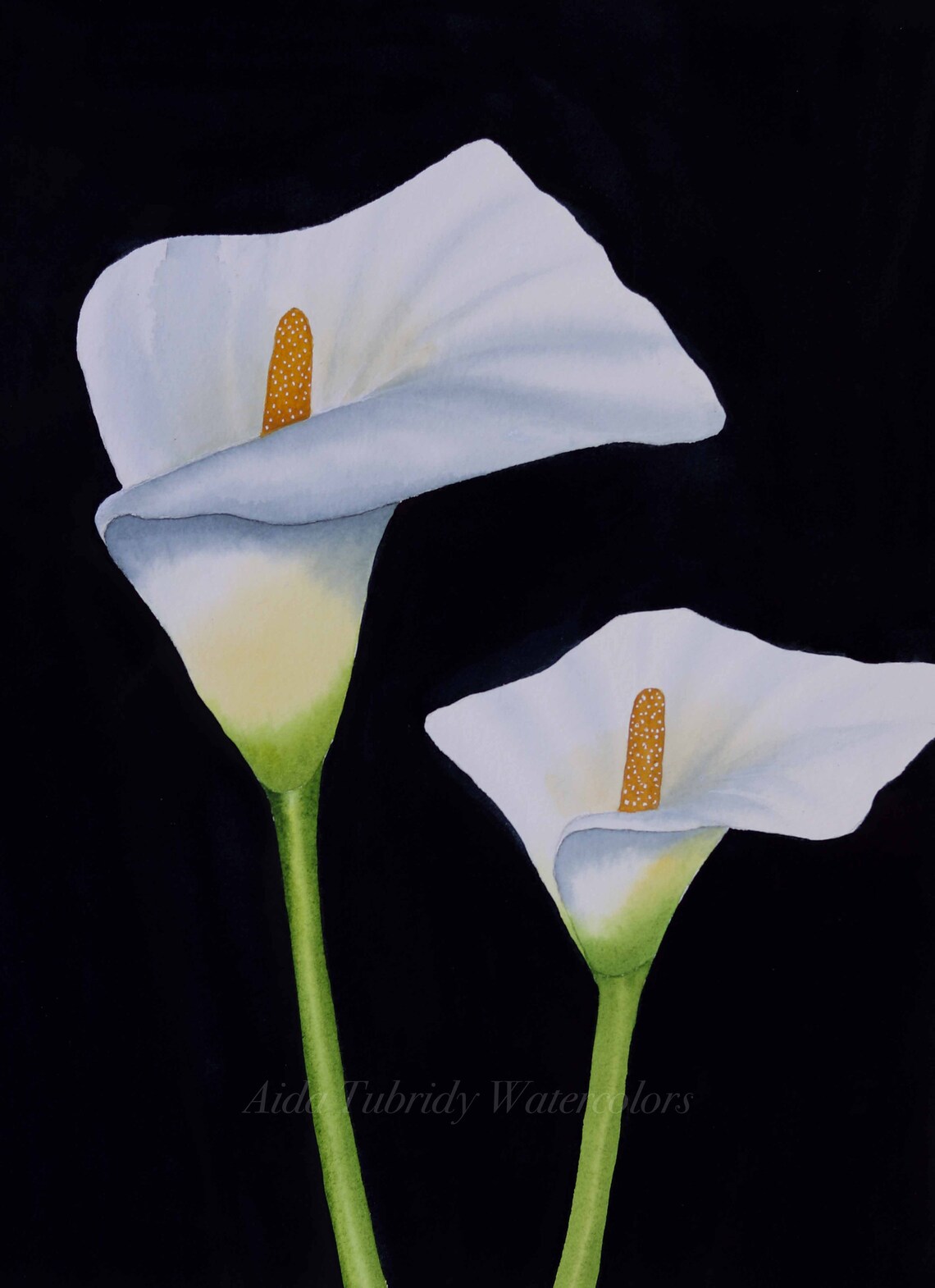 Set of 3 11x14 1 Calla Lily Watercolor Painting Prints | Etsy