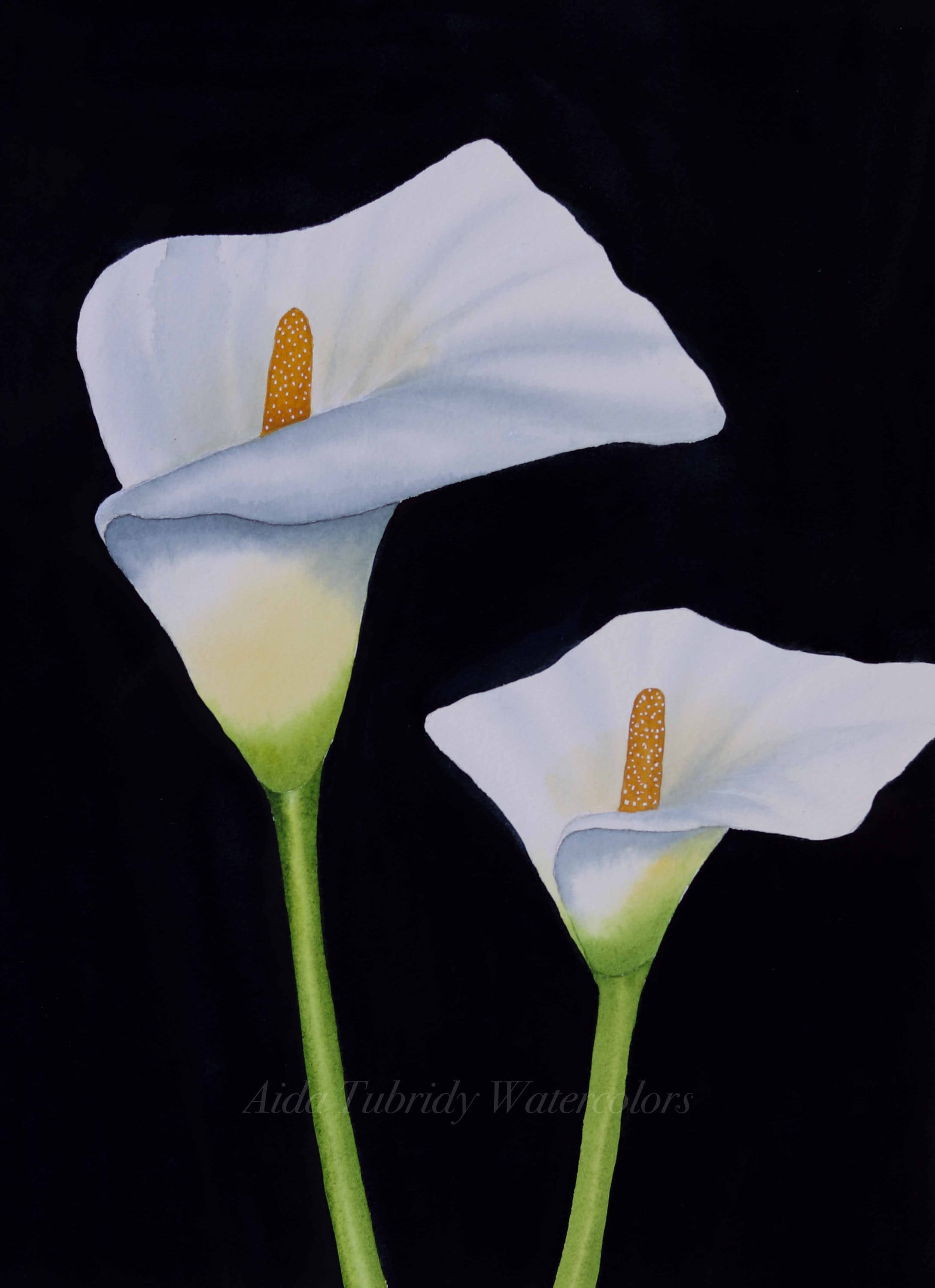 Calla Lily in Watercolor Print from Original White Flower | Etsy