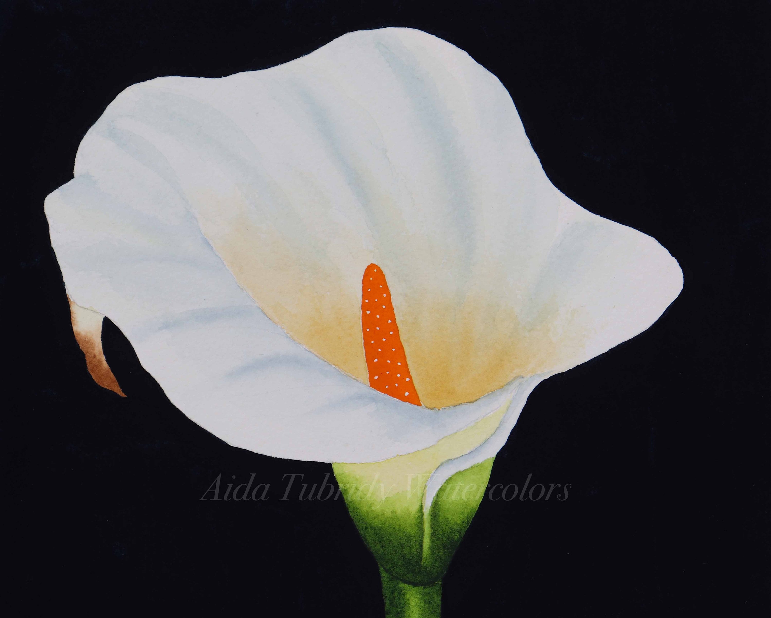 Calla Lily in Watercolor, Print From Original Painting by Aida ...