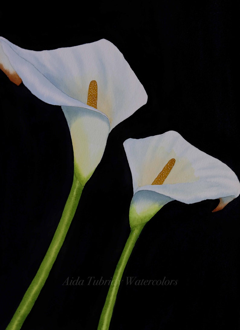Set of 3 11x14 1 Calla Lily Watercolor Painting Prints - Etsy