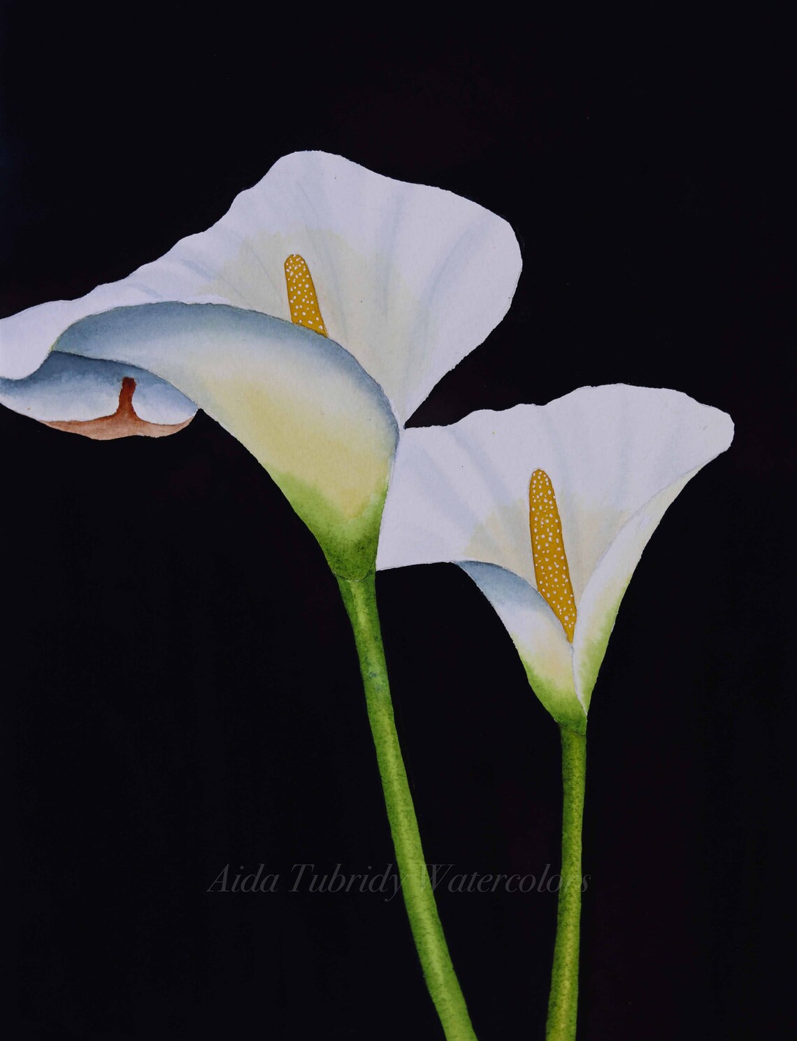 Set of 3 (11x14), #1, Calla Lily, Watercolor Painting Prints by Aida P ...
