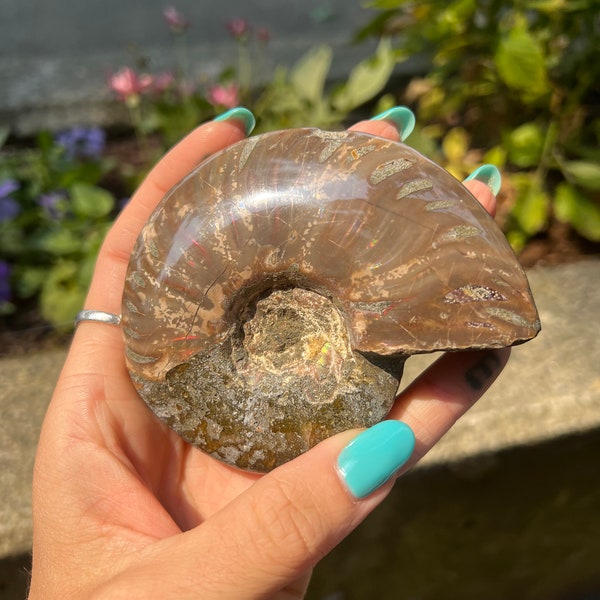 Ammonite Shell - Etsy