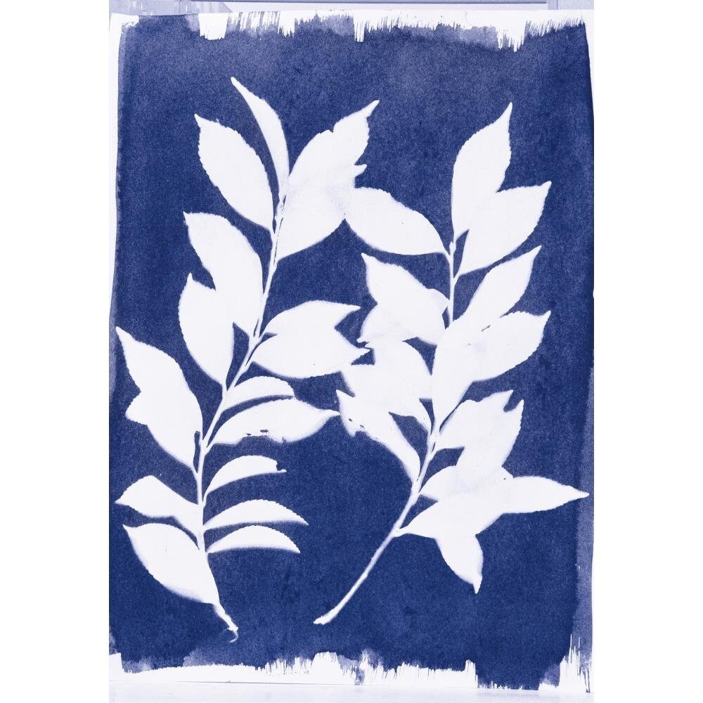 Jacquard Cyanotype Chemistry Set for Photographic Blueprints on Paper ...