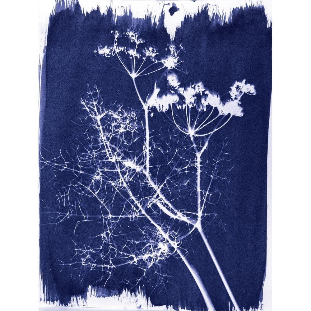 Jacquard Cyanotype Chemistry Set for Photographic Blueprints on Paper ...