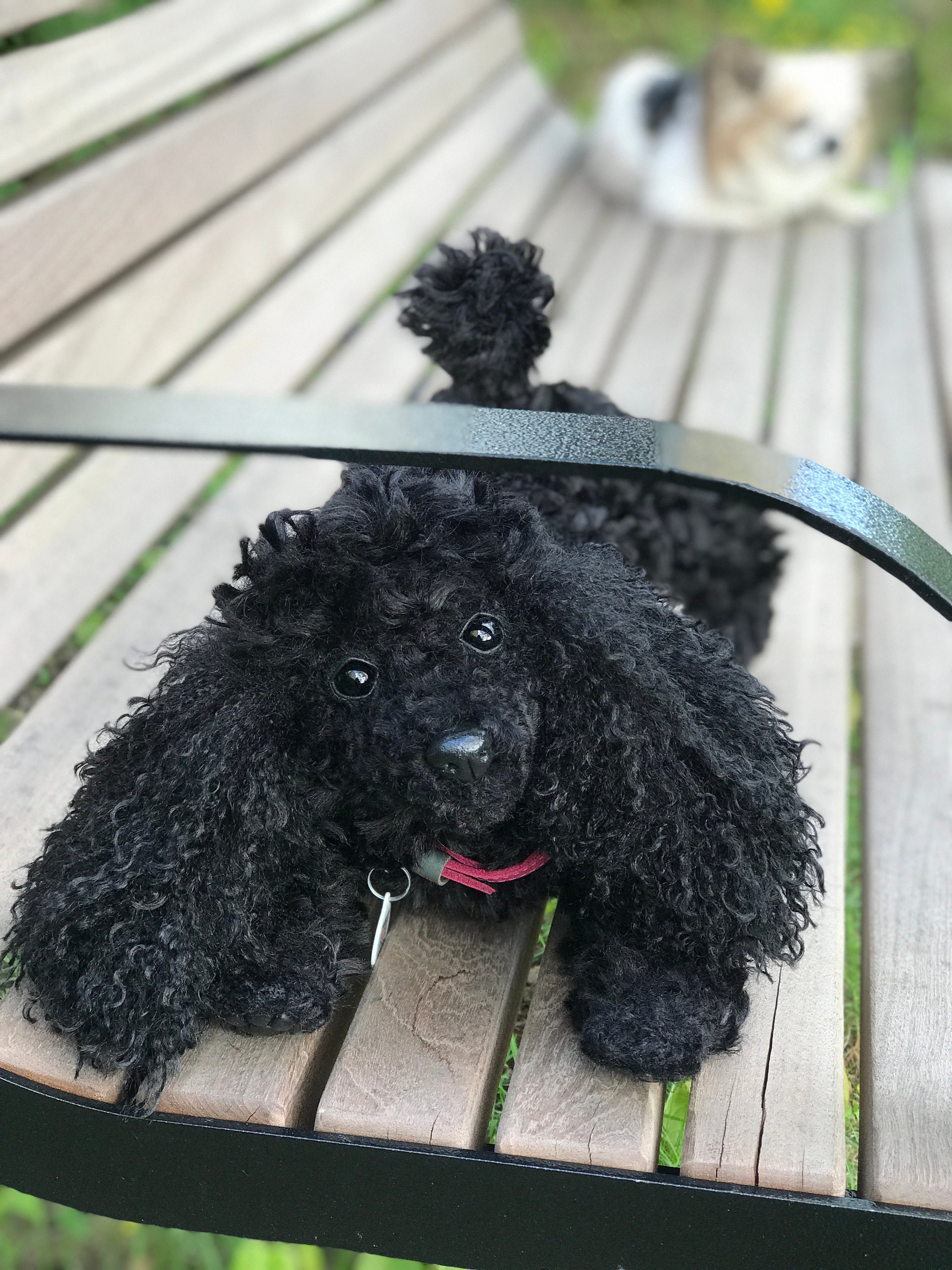 Realistic Stuffed Black Poodle With Faux Fur. Art Toy Handmade. - Etsy