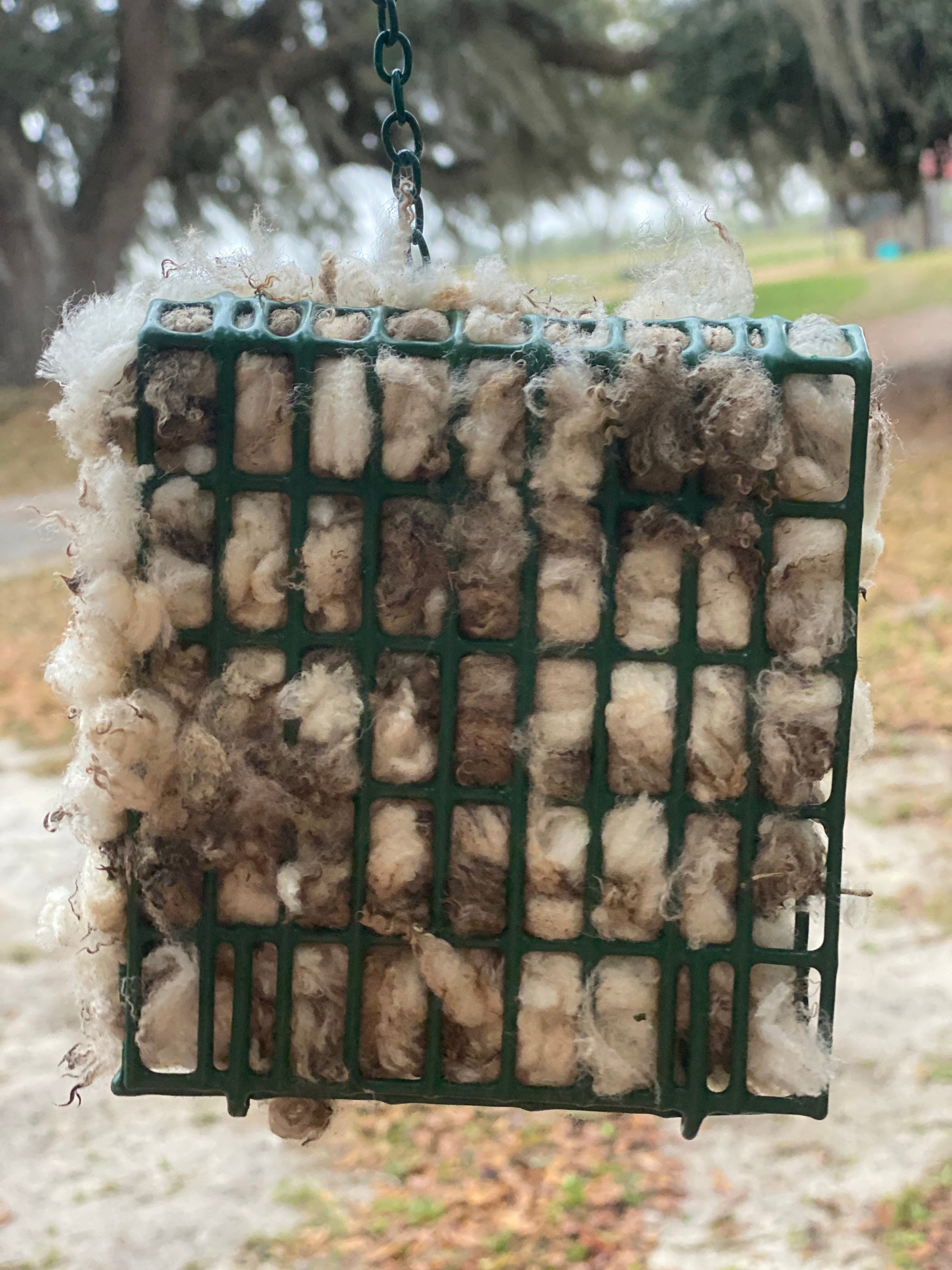 Targhee Sheep Wool Fiber Bird Nesting Square - Etsy