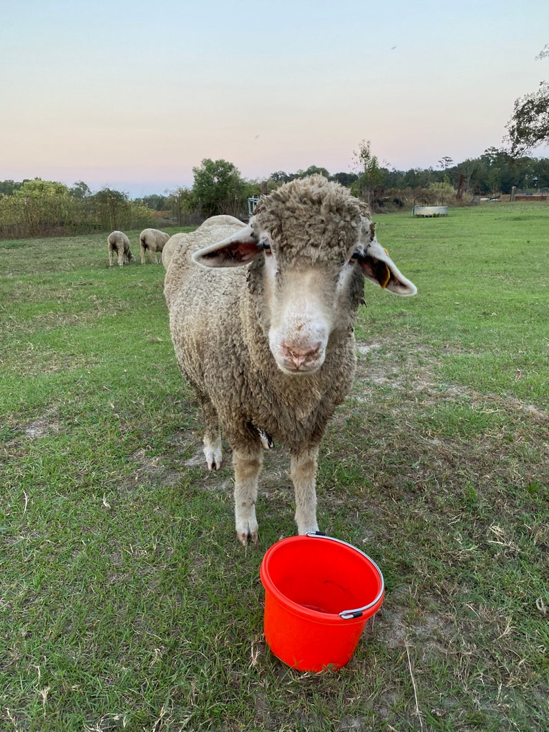 Targhee Sheep Wool Fiber Bird Nesting Square - Etsy