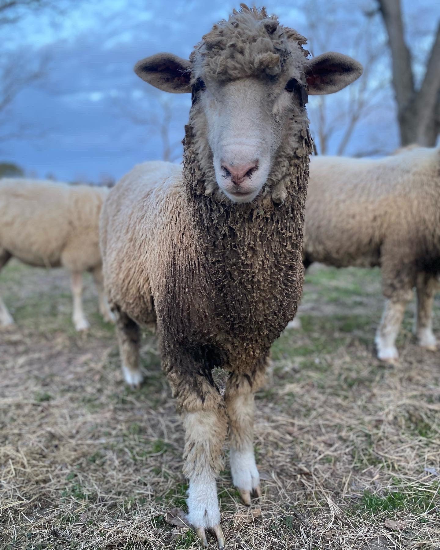 100% Raw Targhee Sheep Wool Fiber 6oz - Etsy