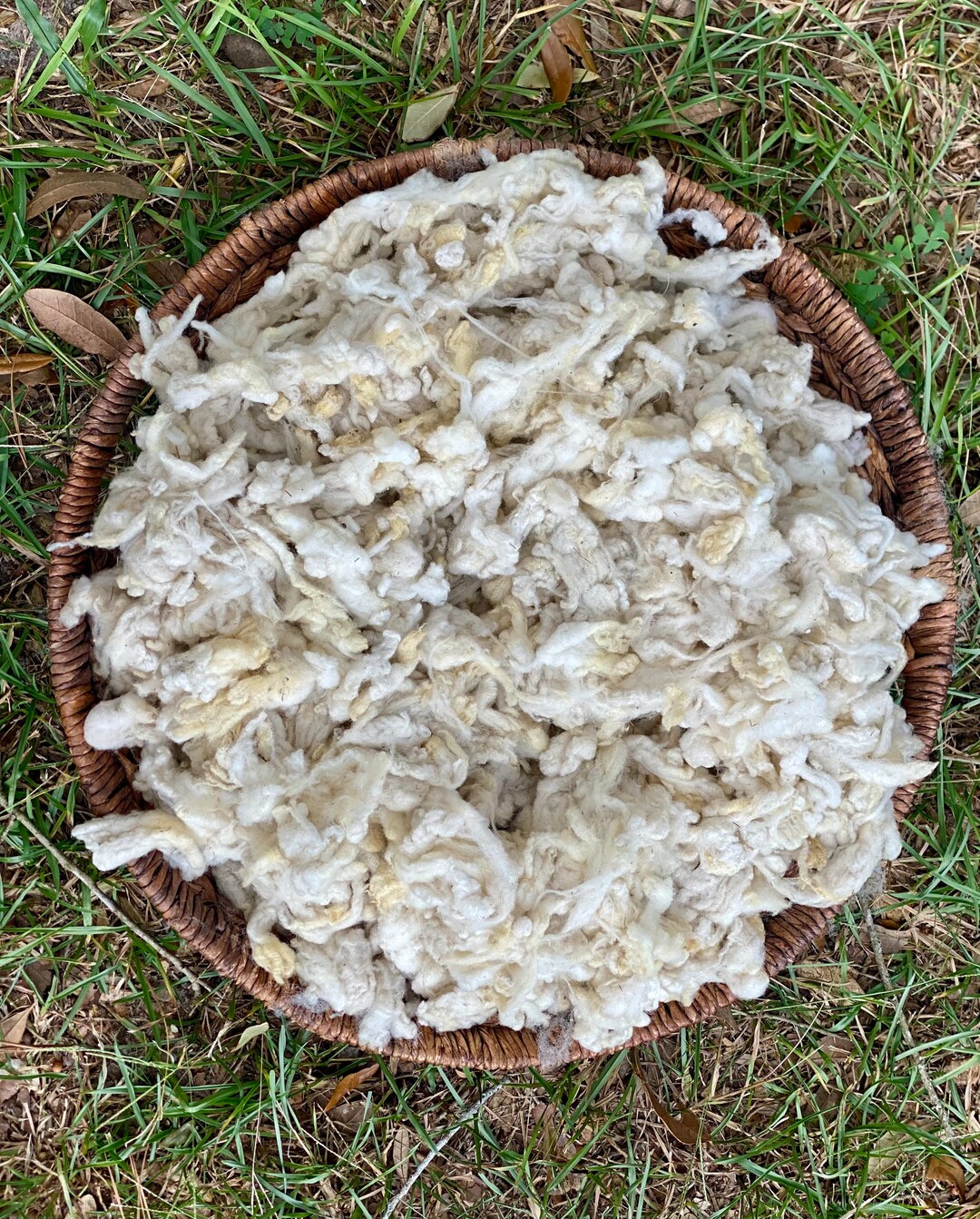 Washed Targhee Sheep Wool - Etsy