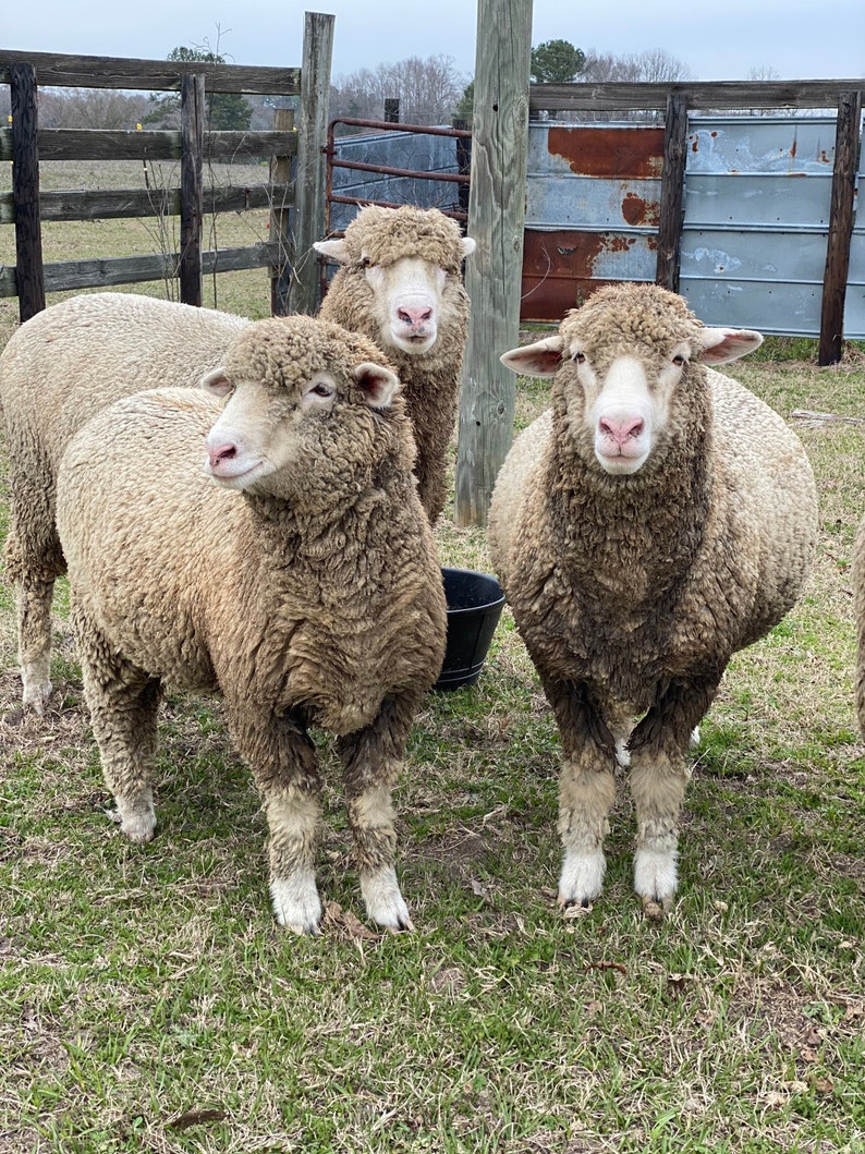 Targhee Sheep Wool Fiber Bird Nesting Square - Etsy