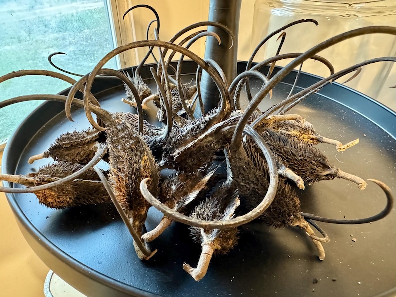 Devils Claw or Rams Horn - Etsy